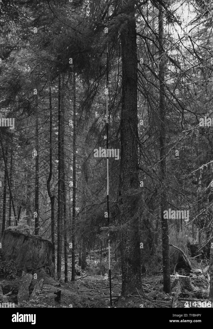 Photograph of Bole of Black Spruce Tree; Scope and content: Original ...