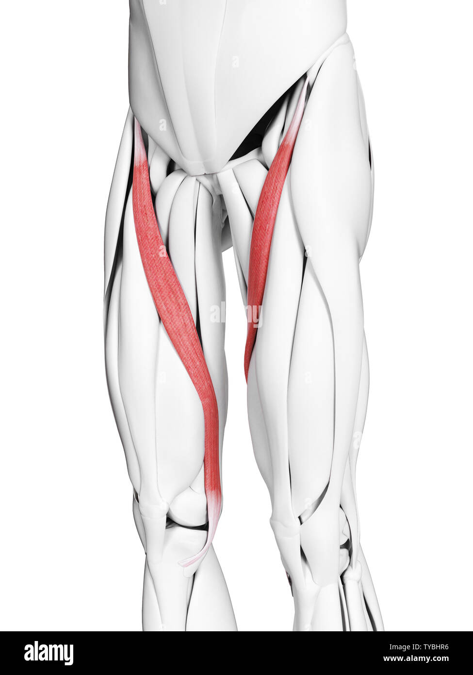 3d rendered medically accurate illustration of the sartorius Stock ...