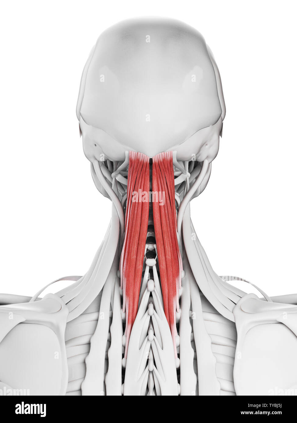 Semispinalis capitis hi-res stock photography and images - Alamy
