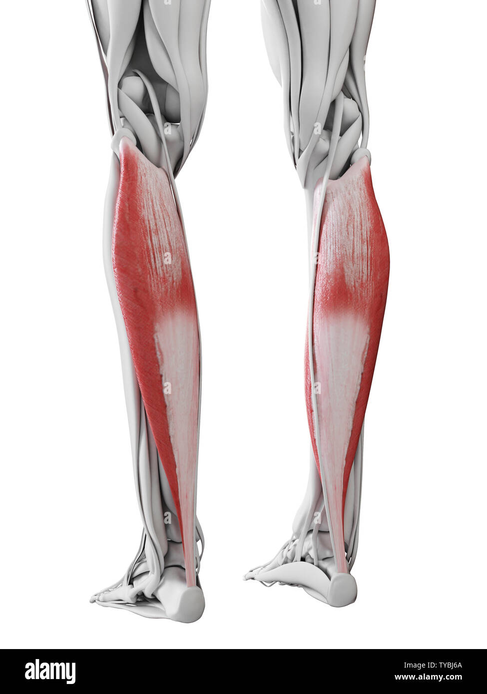 3d rendered medically accurate illustration of the soleus Stock Photo ...
