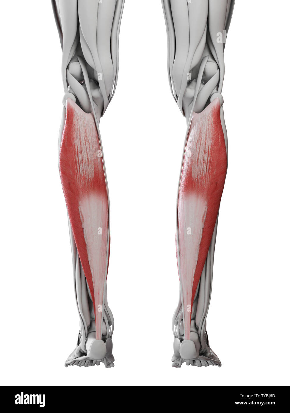 3d rendered medically accurate illustration of the soleus Stock Photo ...
