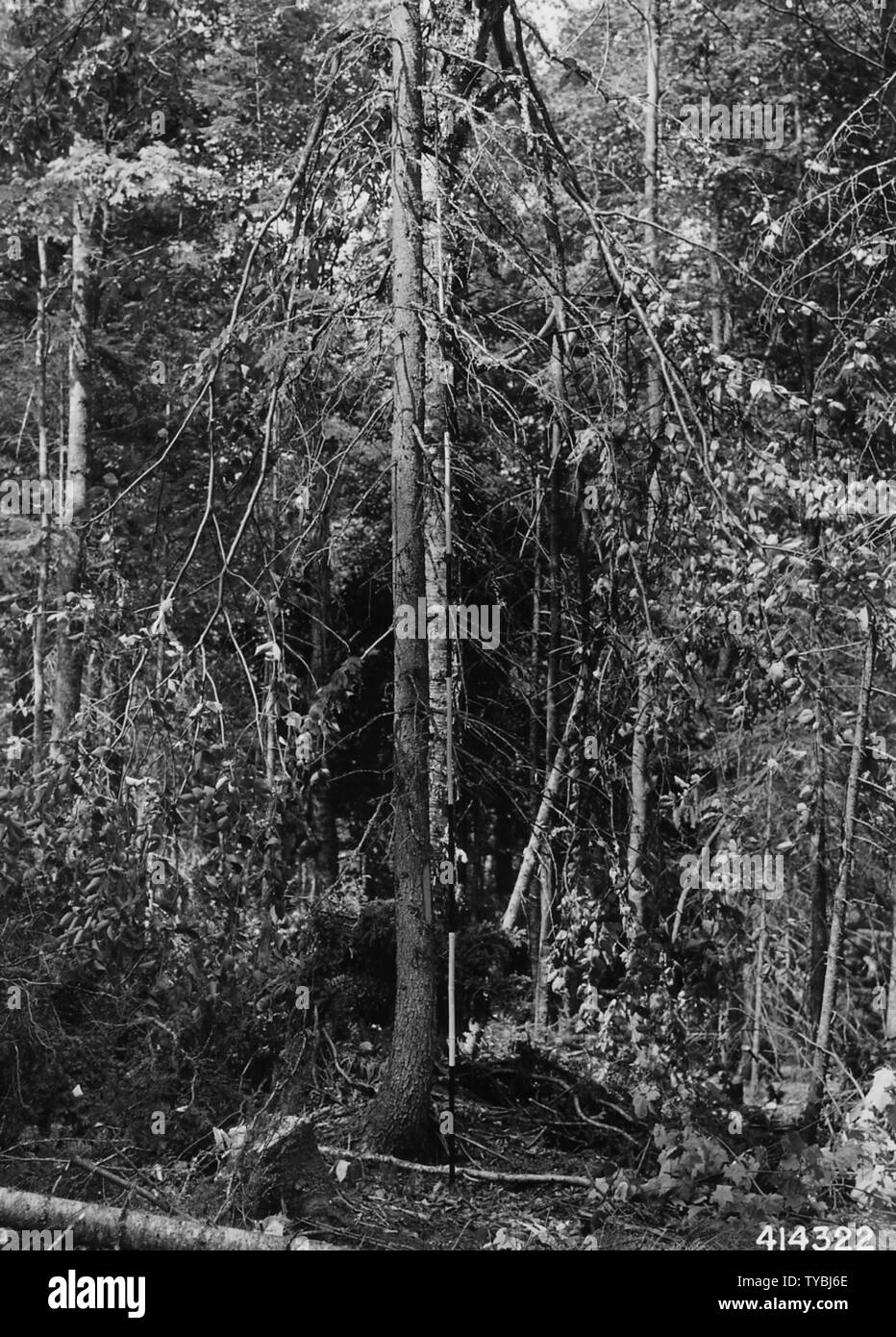Photograph of Bole of White Spruce Tree; Scope and content: Original ...