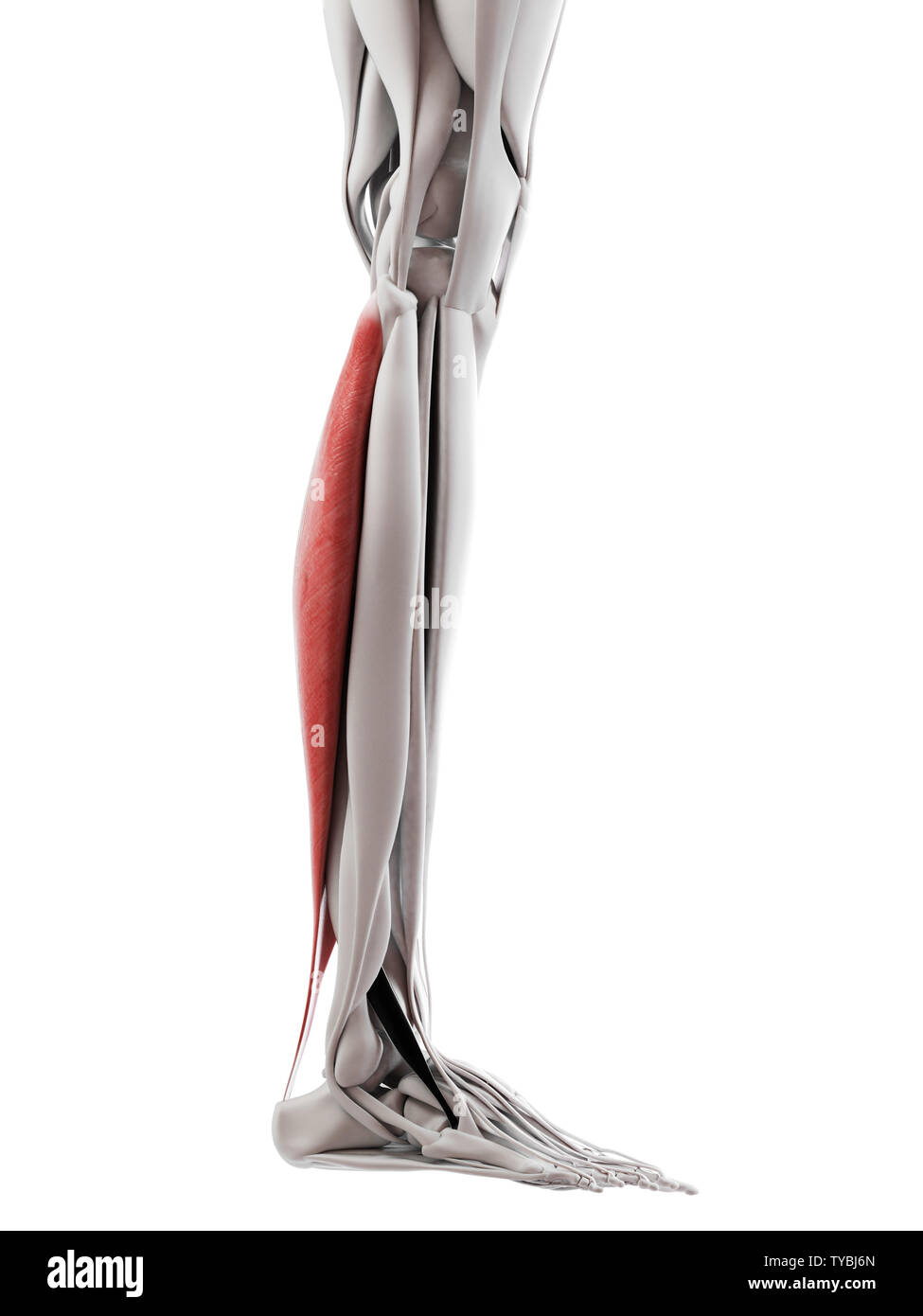 3d rendered medically accurate illustration of the soleus Stock Photo ...