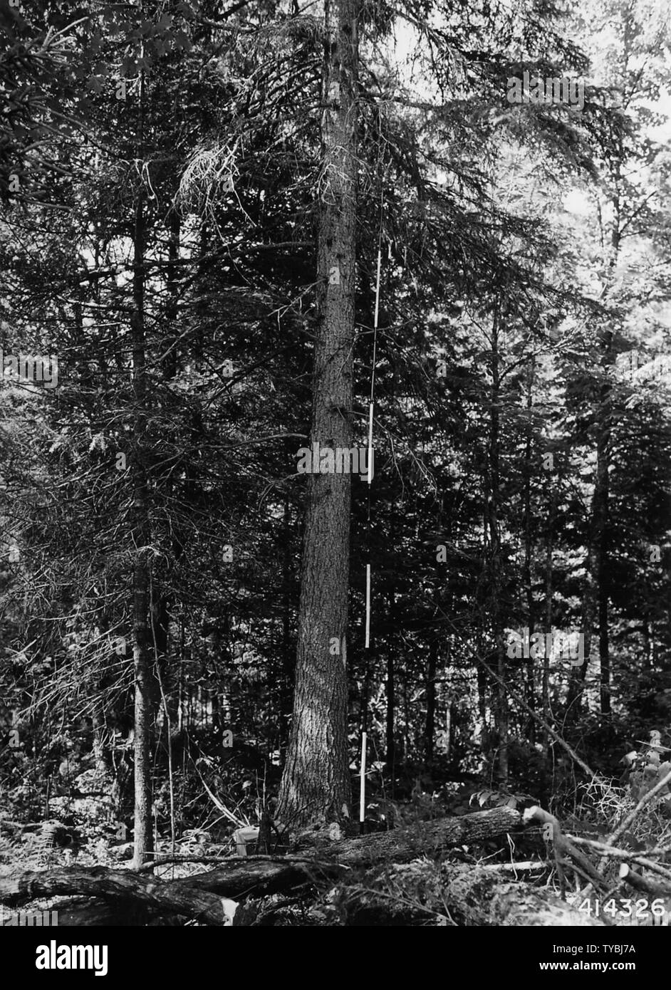 Photograph of Bole of White Spruce Tree; Scope and content: Original ...