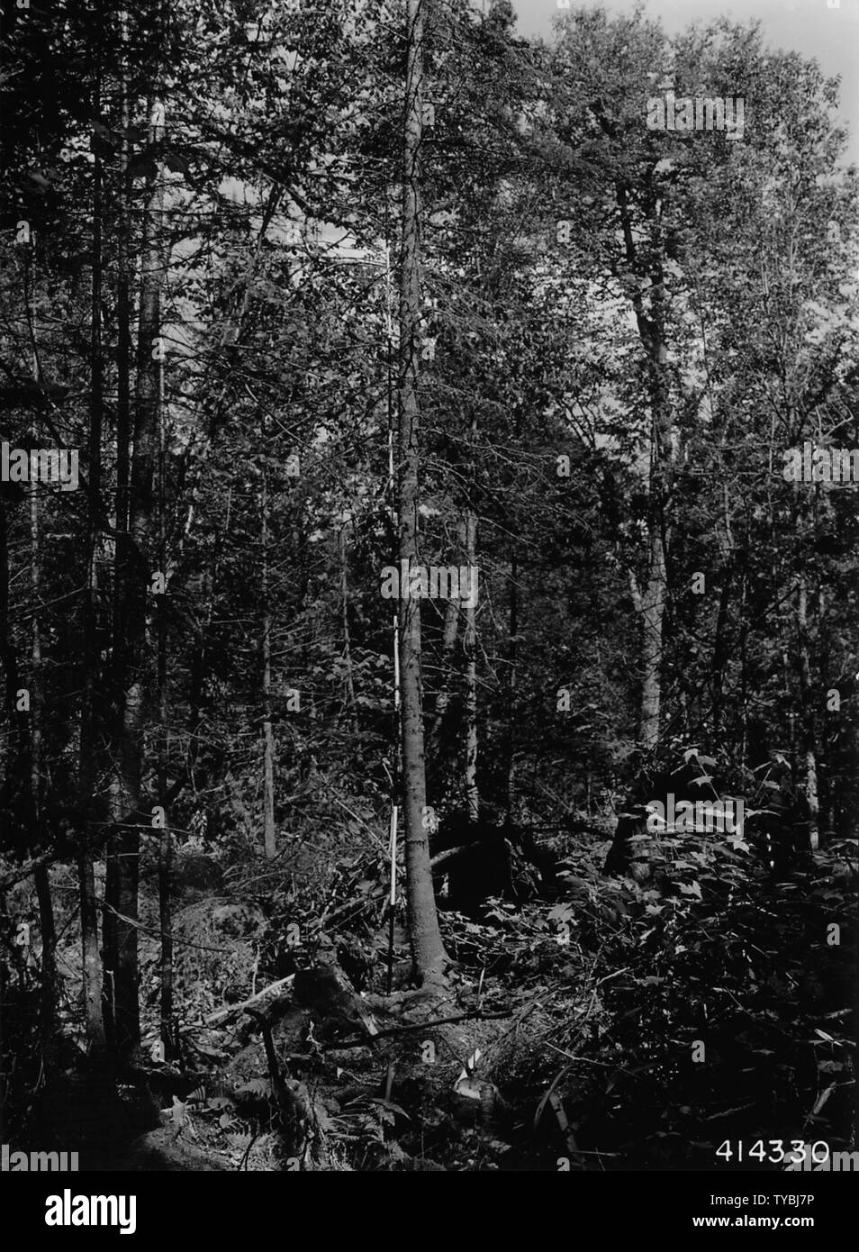 Photograph of Bole of White Spruce Tree.; Scope and content: Original ...