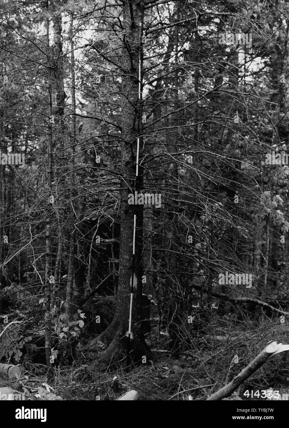 Photograph of Bole of White Spruce Tree; Scope and content: Original ...