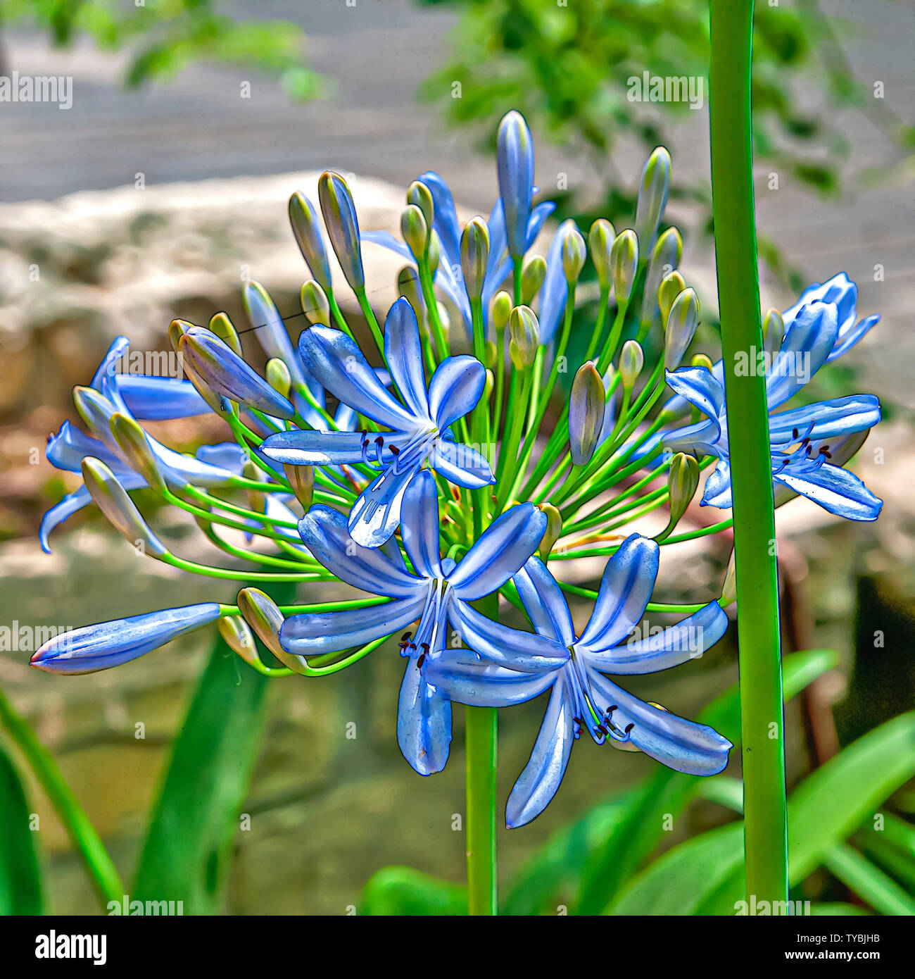 Blue African lily (Agapanthus) flowers in a garden. Photographed in ...
