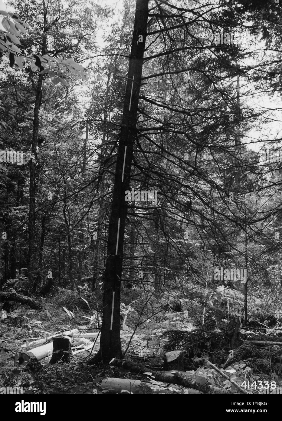 Photograph of Bole of White Spruce Tree; Scope and content: Original ...