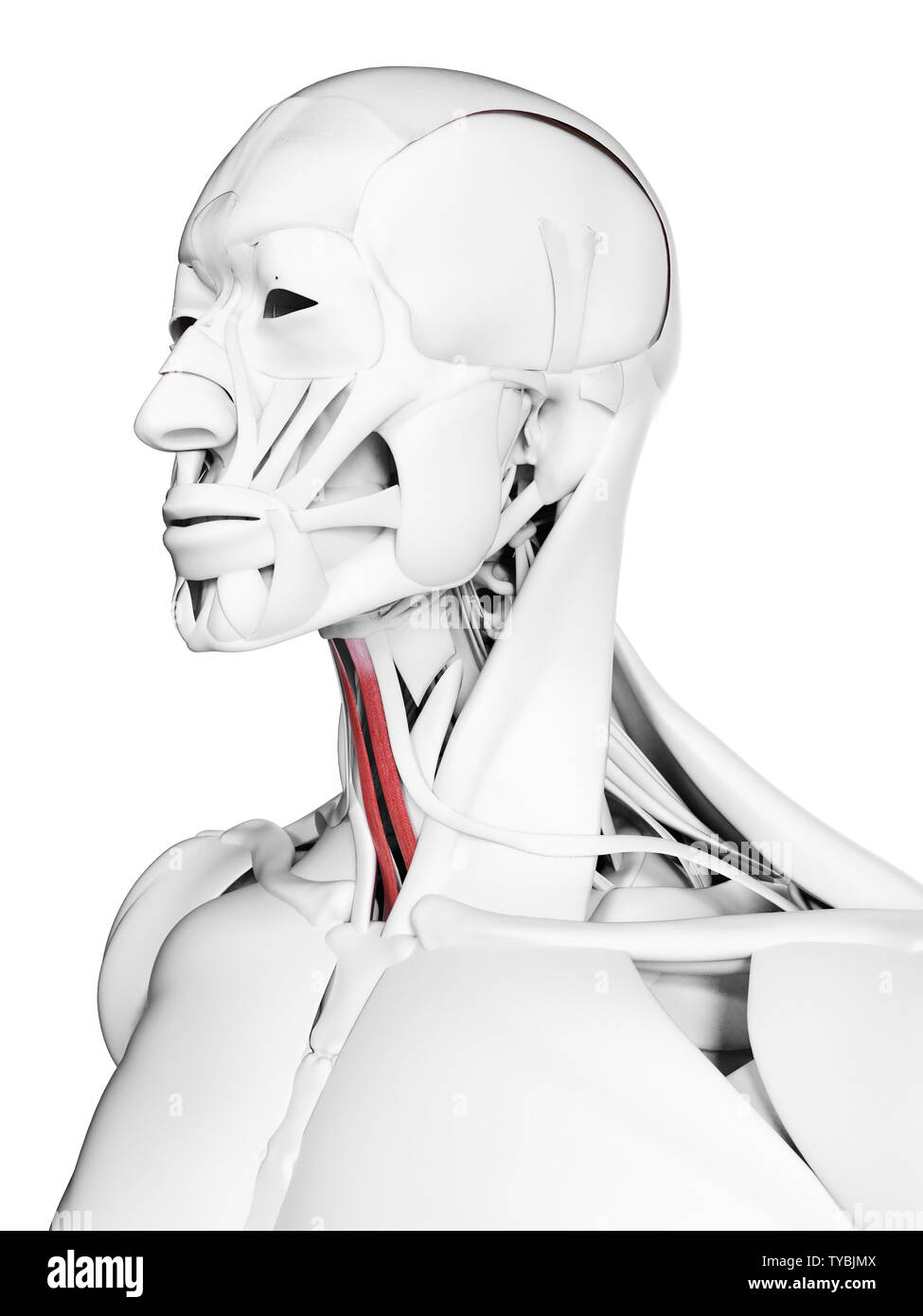 3d rendered medically accurate illustration of the sternohyoid Stock ...