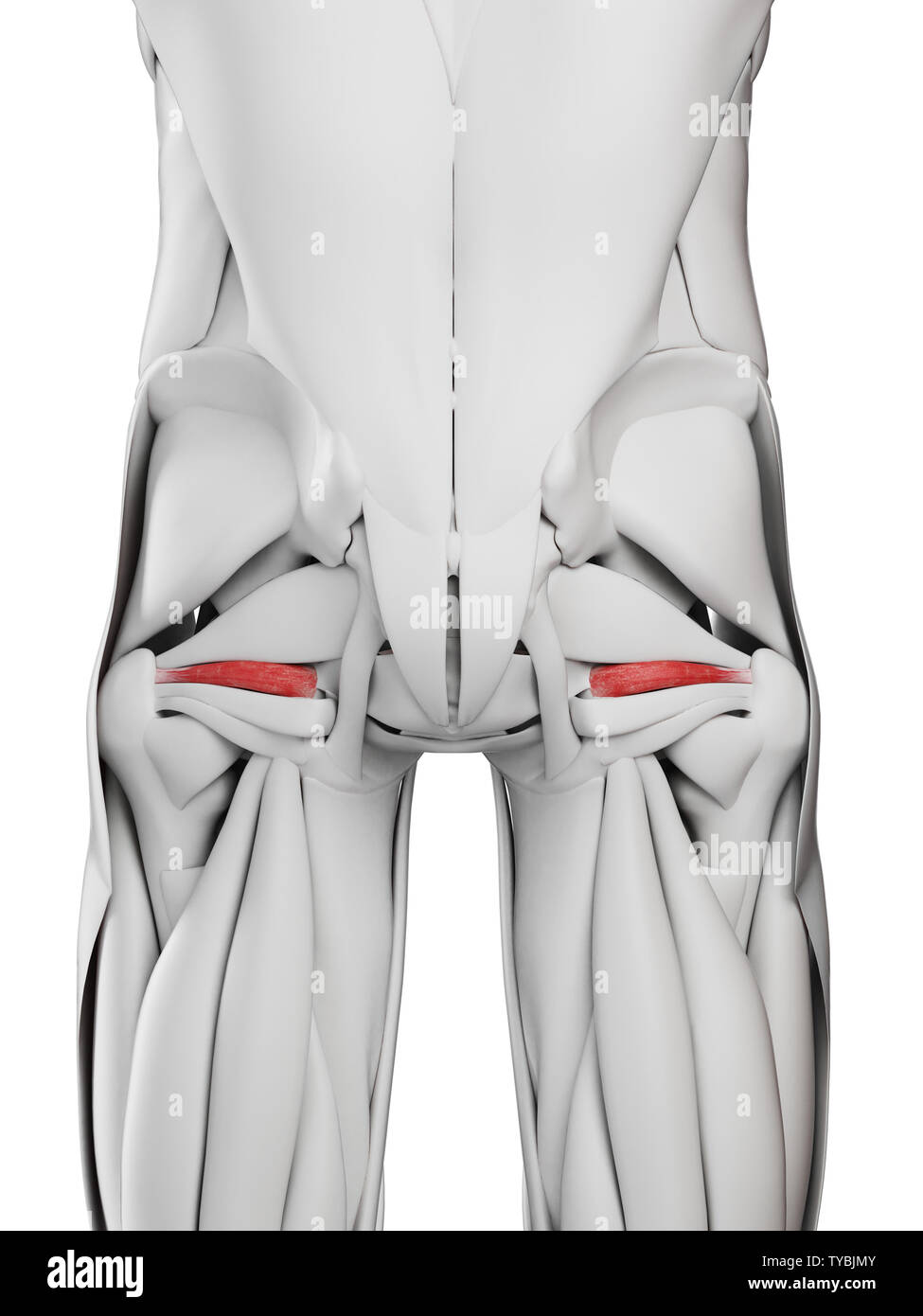 Gemellus superior hi-res stock photography and images - Alamy