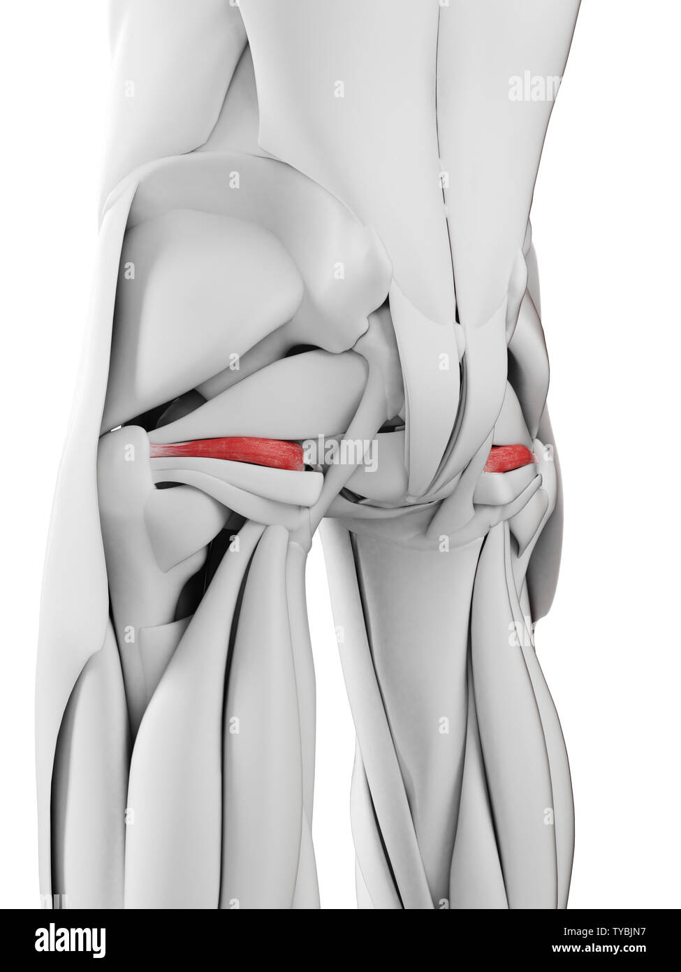 3d rendered medically accurate illustration of the superior gemellus ...