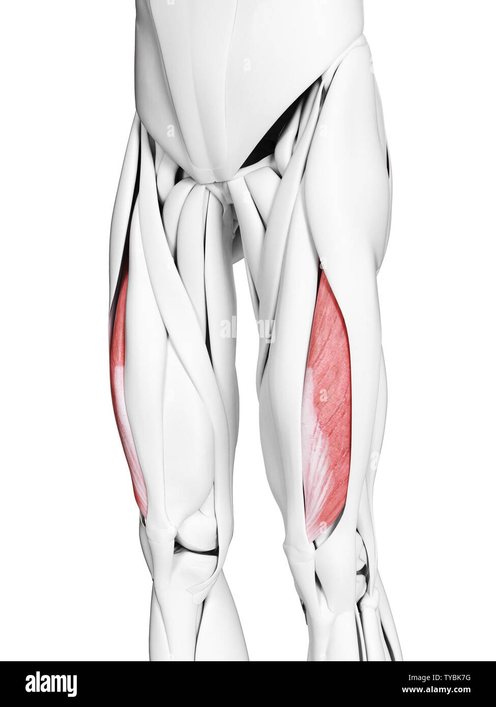 Medical illustration of vastus lateralis muscle hi-res stock ...