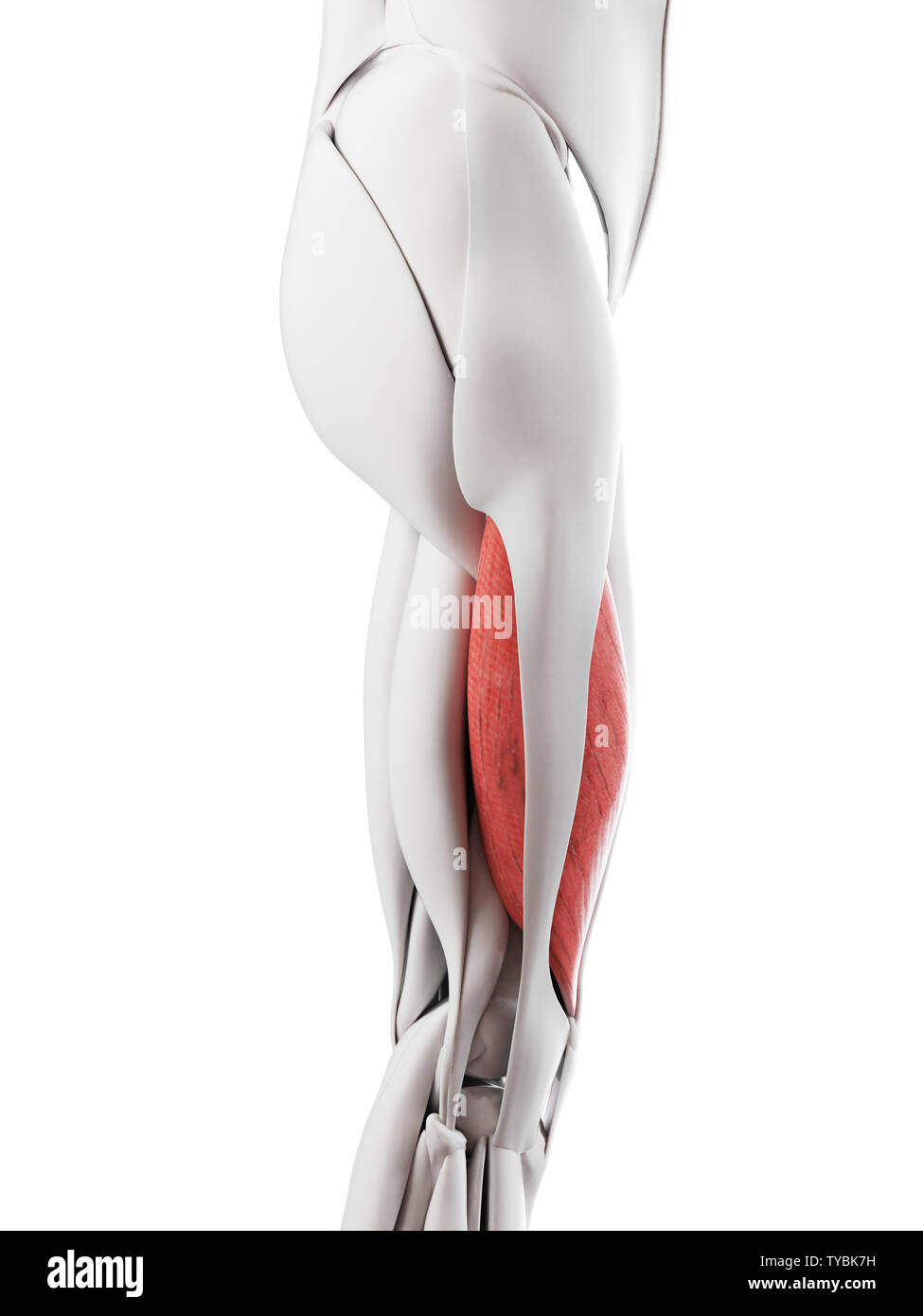 Medical illustration of vastus lateralis muscle hi-res stock ...