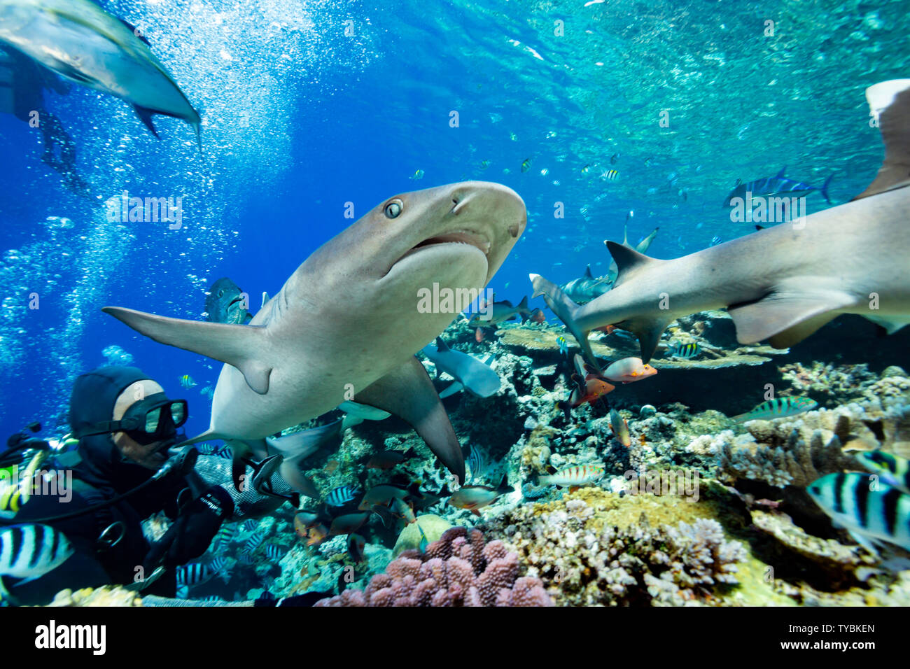 Whitetip reef sharks, Triaenodon obesus, and various reef fish crowd the top of a Fijian reef ...