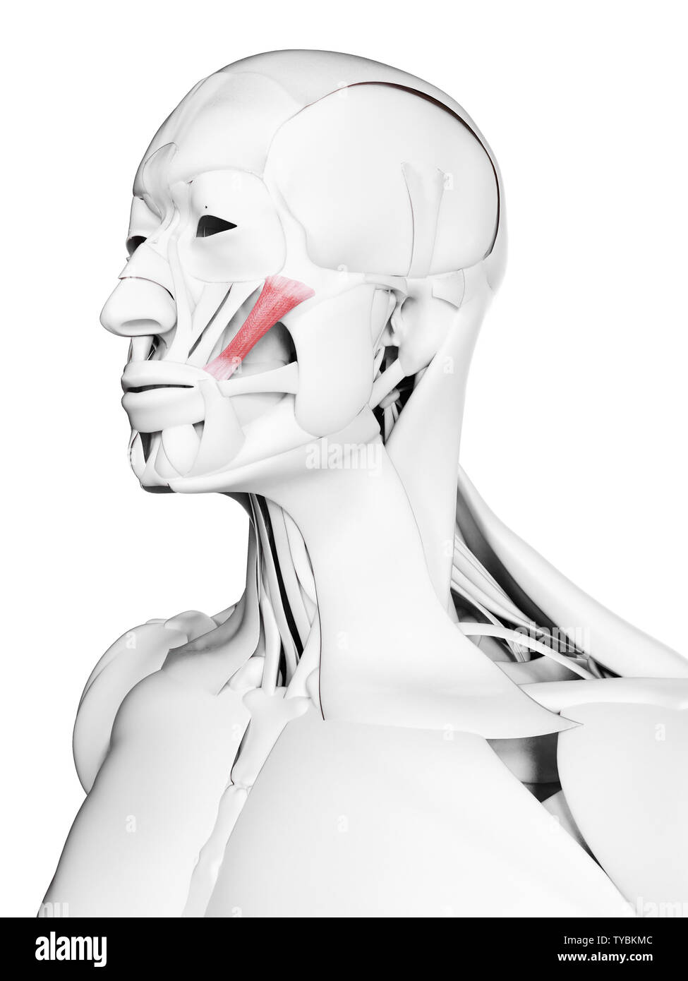 3d rendered medically accurate illustration of the zygomaticus major ...