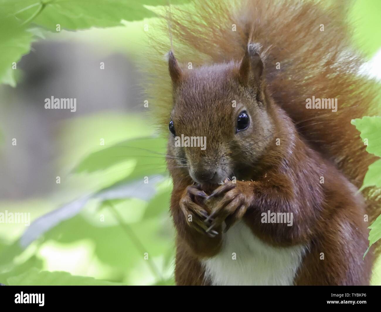 Eurasian Red Squirrel eating portrait, may 2019 | usage worldwide Stock ...