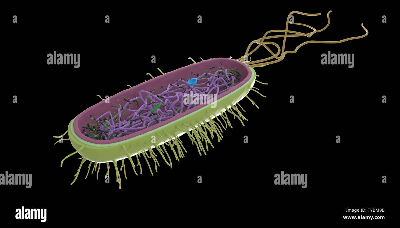 Prokaryote and microscope hi-res stock photography and images - Alamy