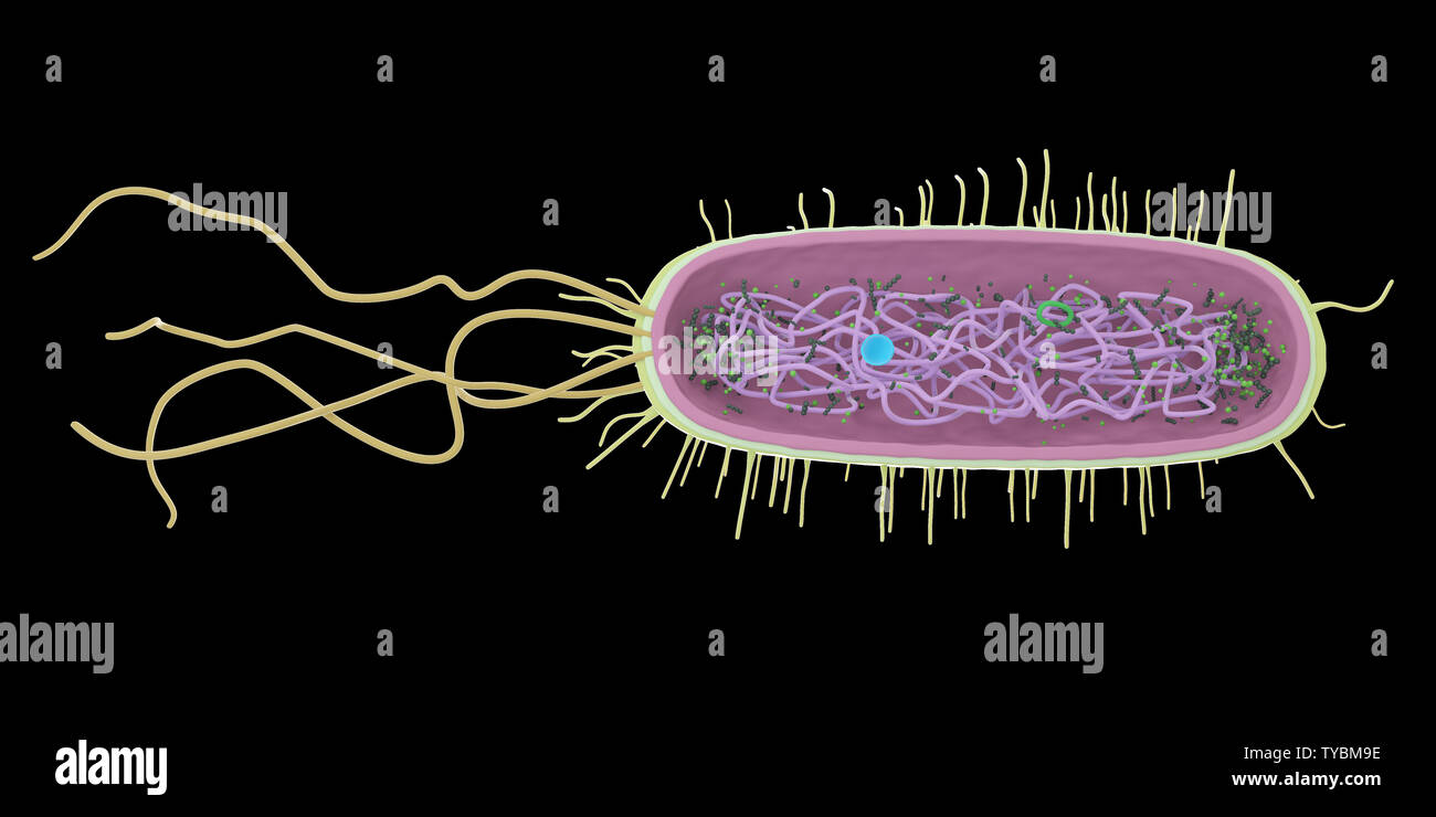 3d rendered medically accurate illustration of the bacteria anatomy ...
