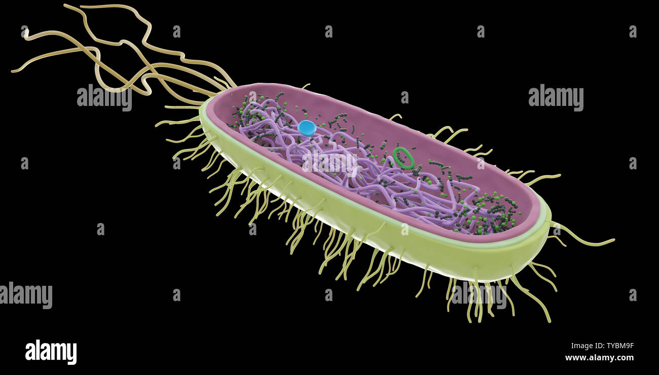 Bacteria cell anatomy hi-res stock photography and images - Alamy