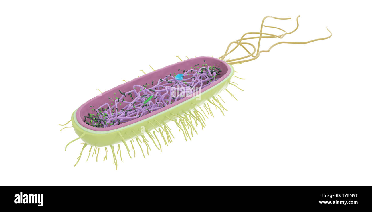 3d rendered medically accurate illustration of the bacteria anatomy ...