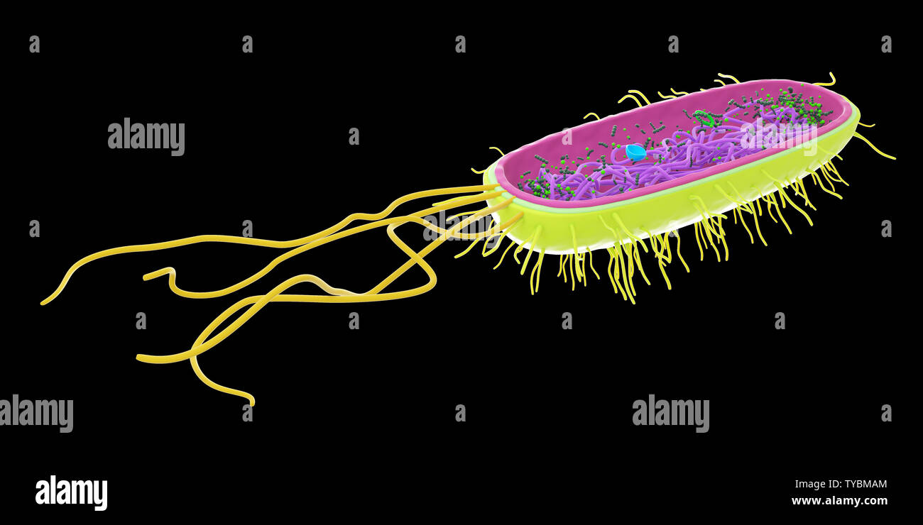 3d rendered medically accurate illustration of the bacteria anatomy ...