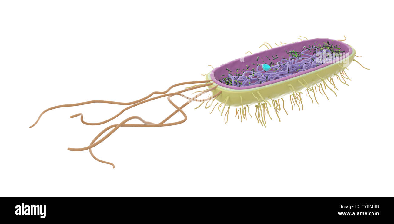 3d rendered medically accurate illustration of the bacteria anatomy ...