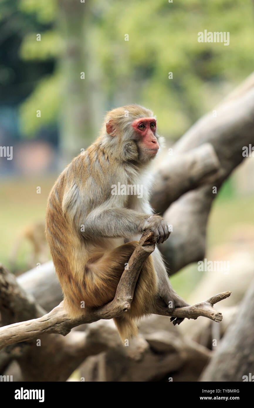 Monkeys at the zoo Stock Photo - Alamy