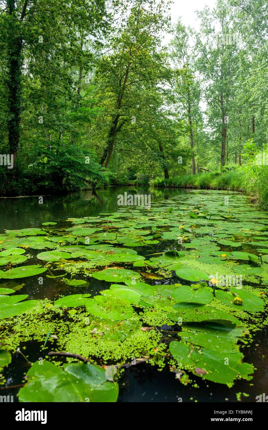 Natural landscape in the Spreewald (Spree forest) near Burg ...