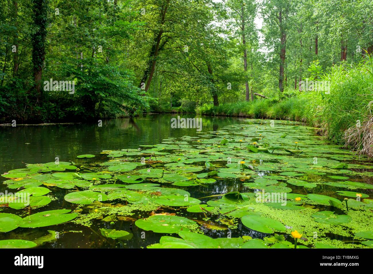 Natural landscape in the Spreewald (Spree forest) near Burg ...