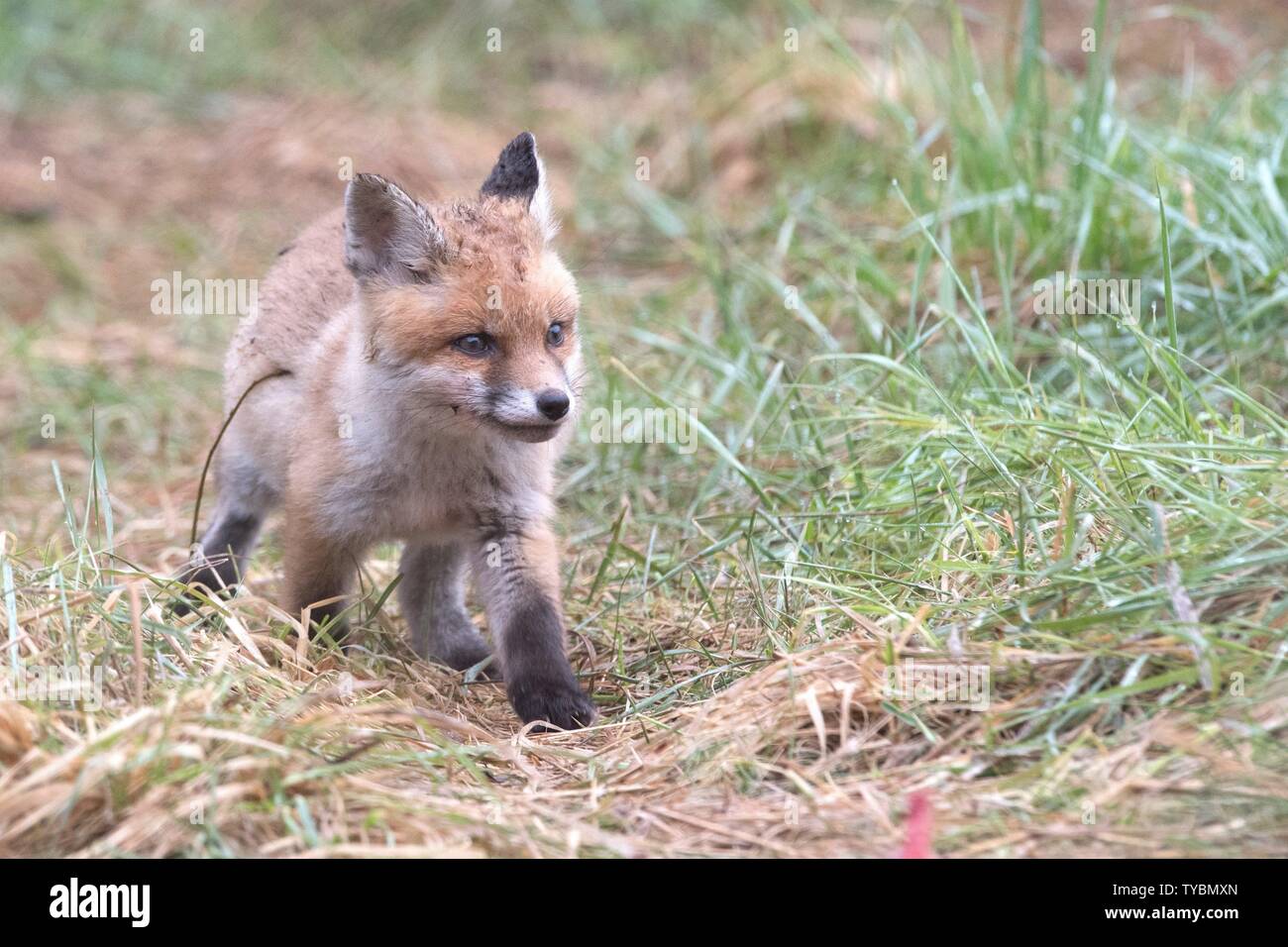 Red fox | usage worldwide Stock Photo - Alamy