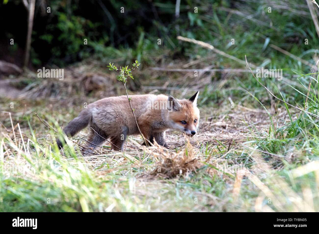 Red fox | usage worldwide Stock Photo - Alamy