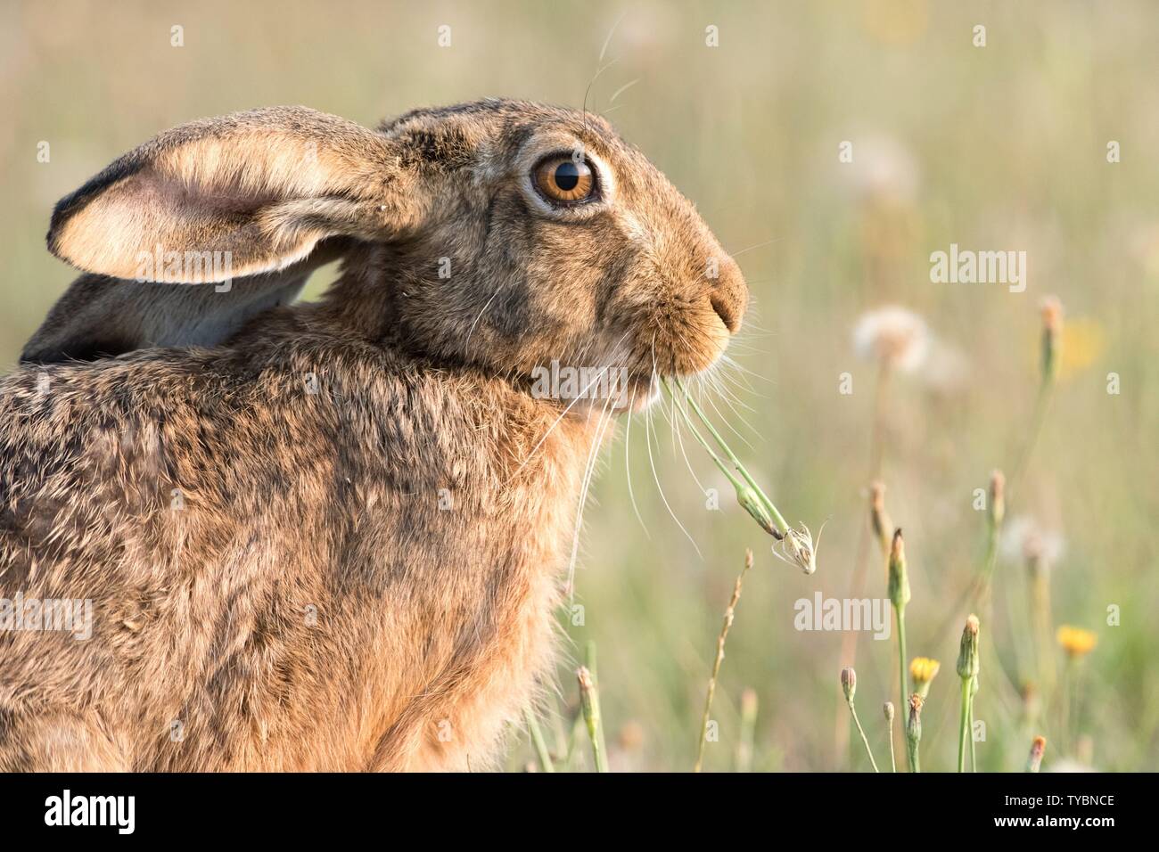Hare | usage worldwide Stock Photo - Alamy