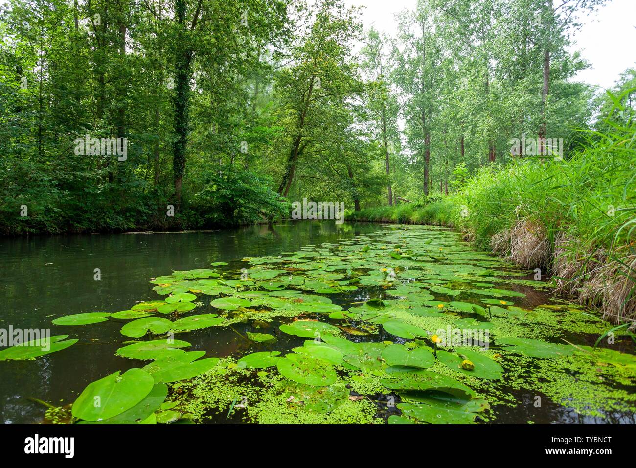 Natural landscape in the Spreewald (Spree forest) near Burg ...
