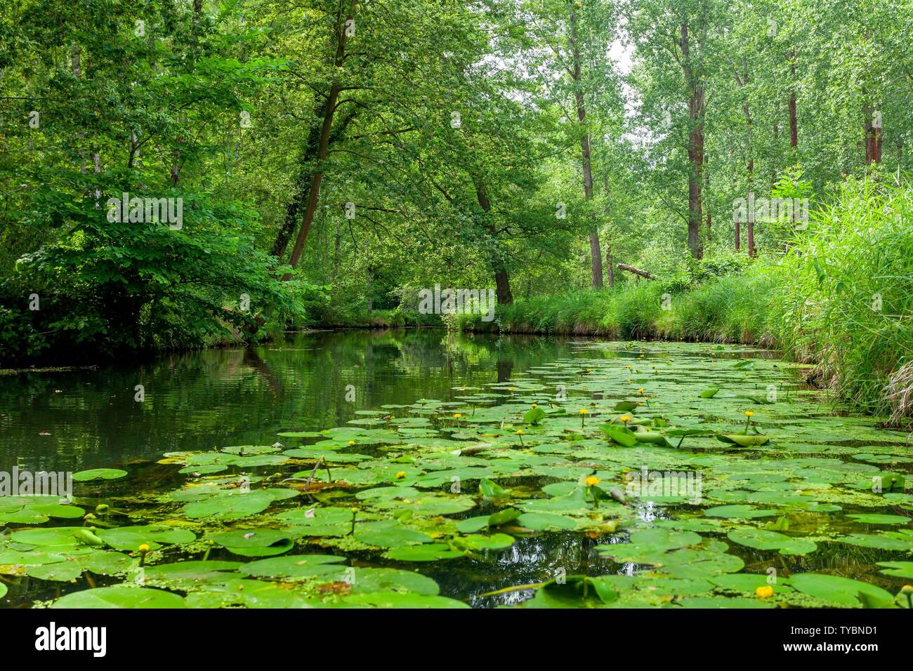 Natural landscape in the Spreewald (Spree forest) near Burg ...