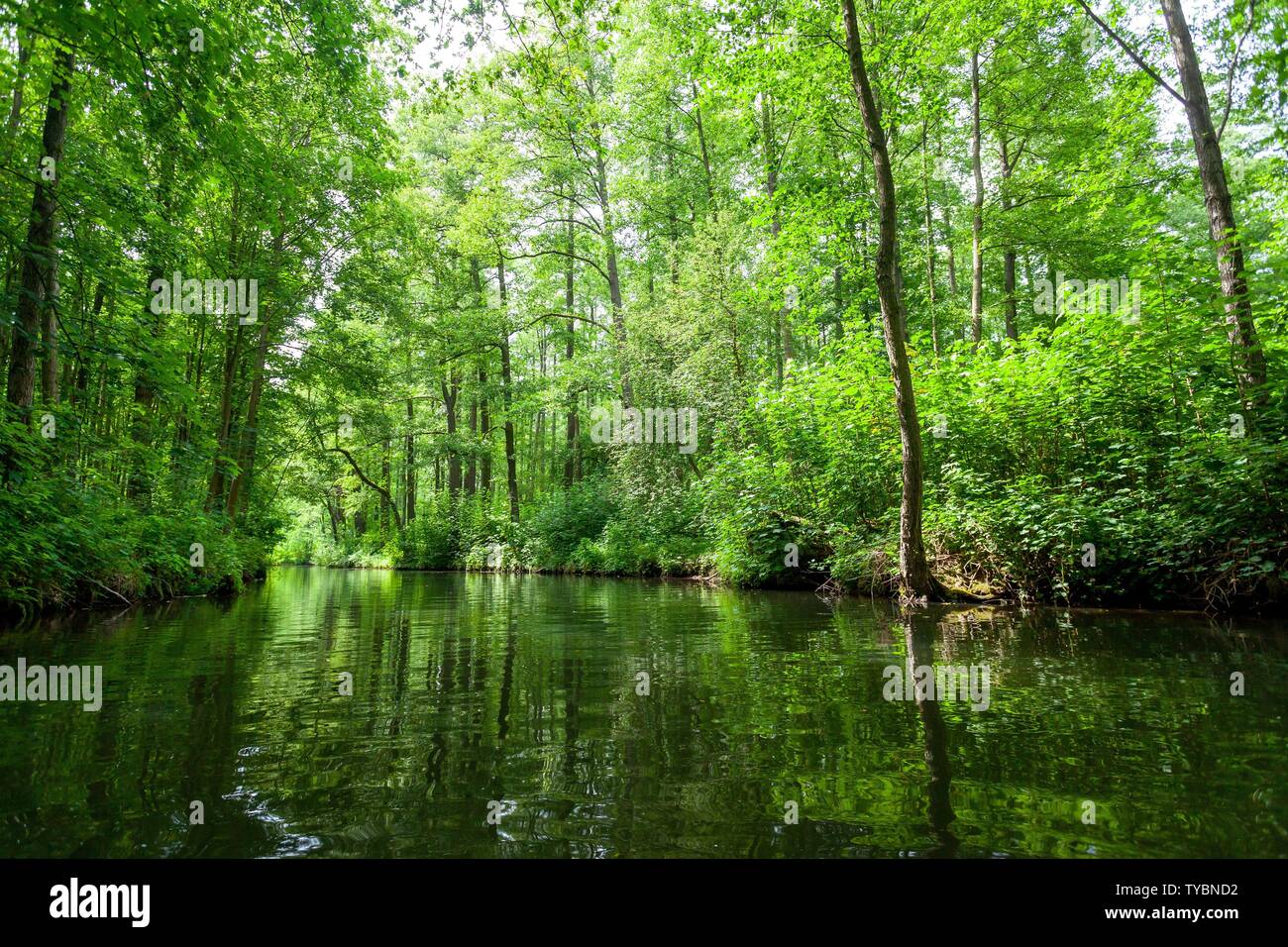 Natural landscape in the Spreewald (Spree forest) near Burg ...