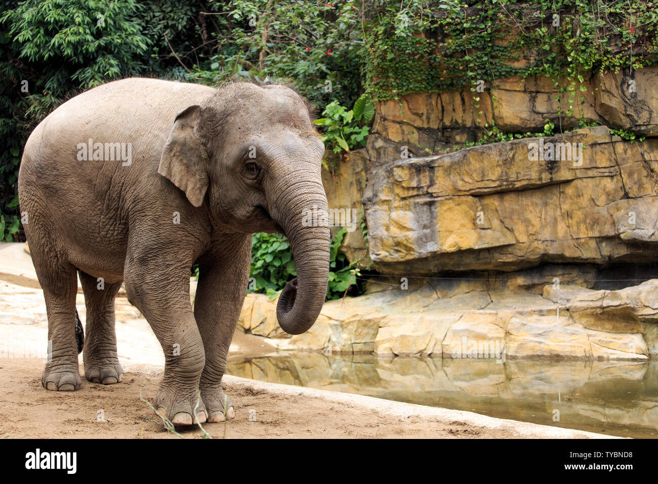 Elephant strength hi-res stock photography and images - Alamy