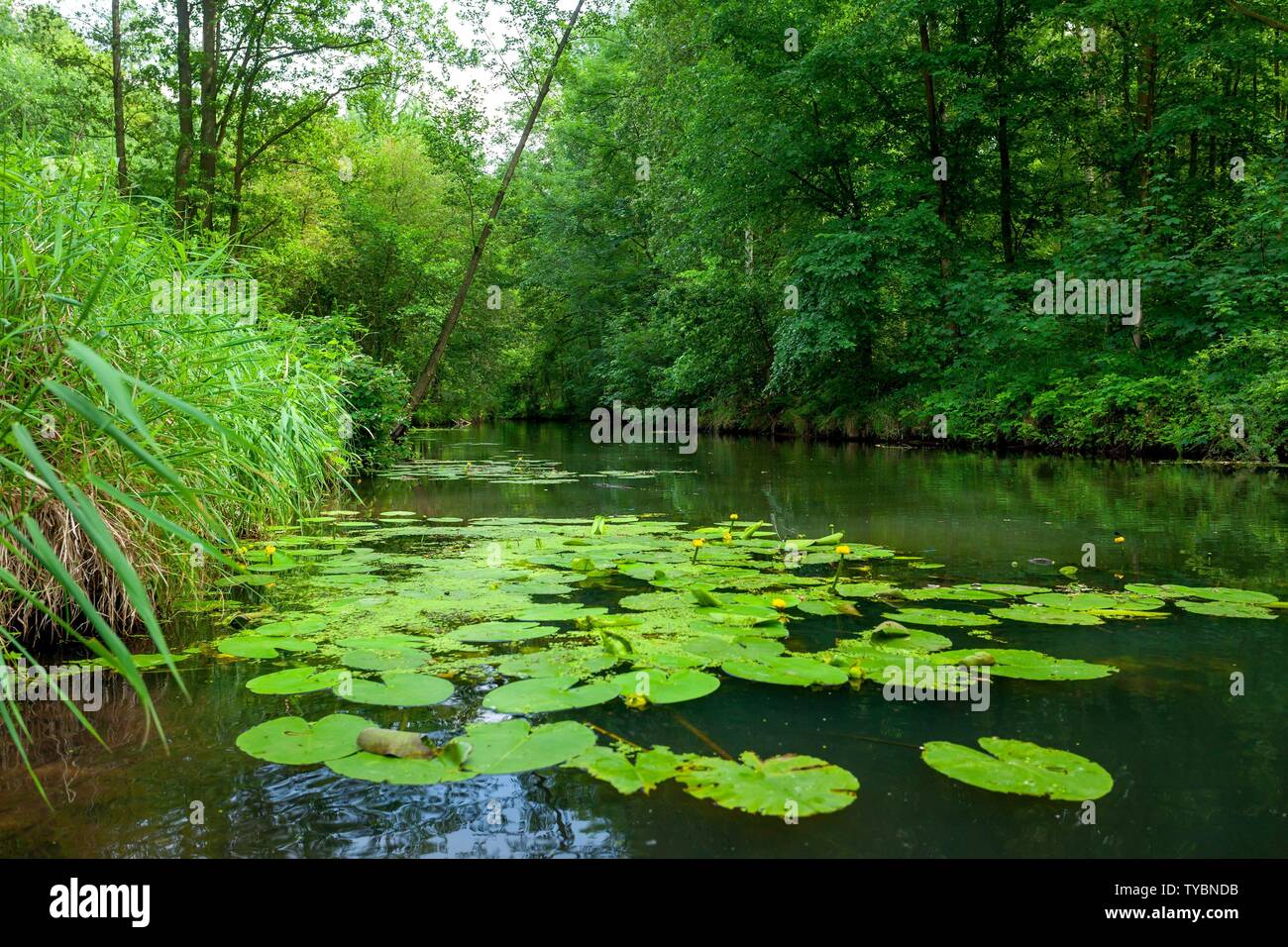 Natural landscape in the Spreewald (Spree forest) near Burg ...