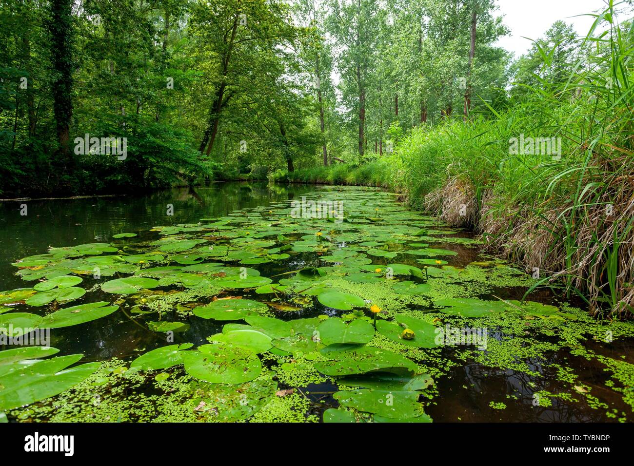 Natural landscape in the Spreewald (Spree forest) near Burg ...