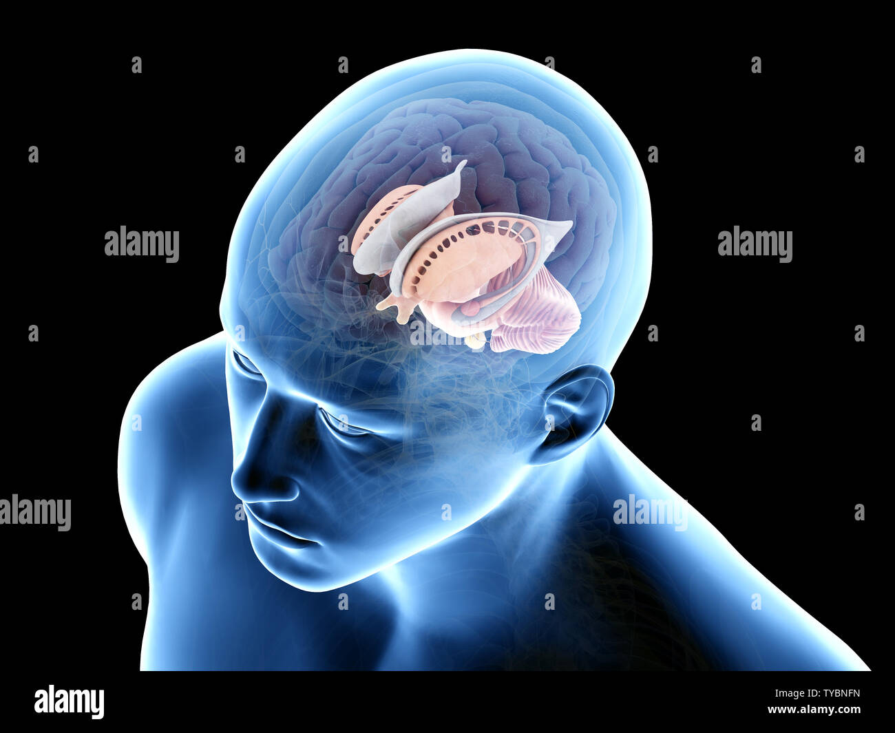 3d rendered medically accurate illustration of the inner anatomy of the ...
