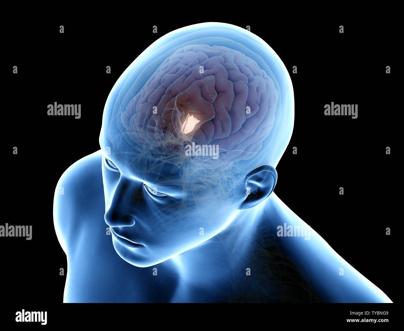 3d rendered medically accurate illustration of the hypothalamus Stock ...