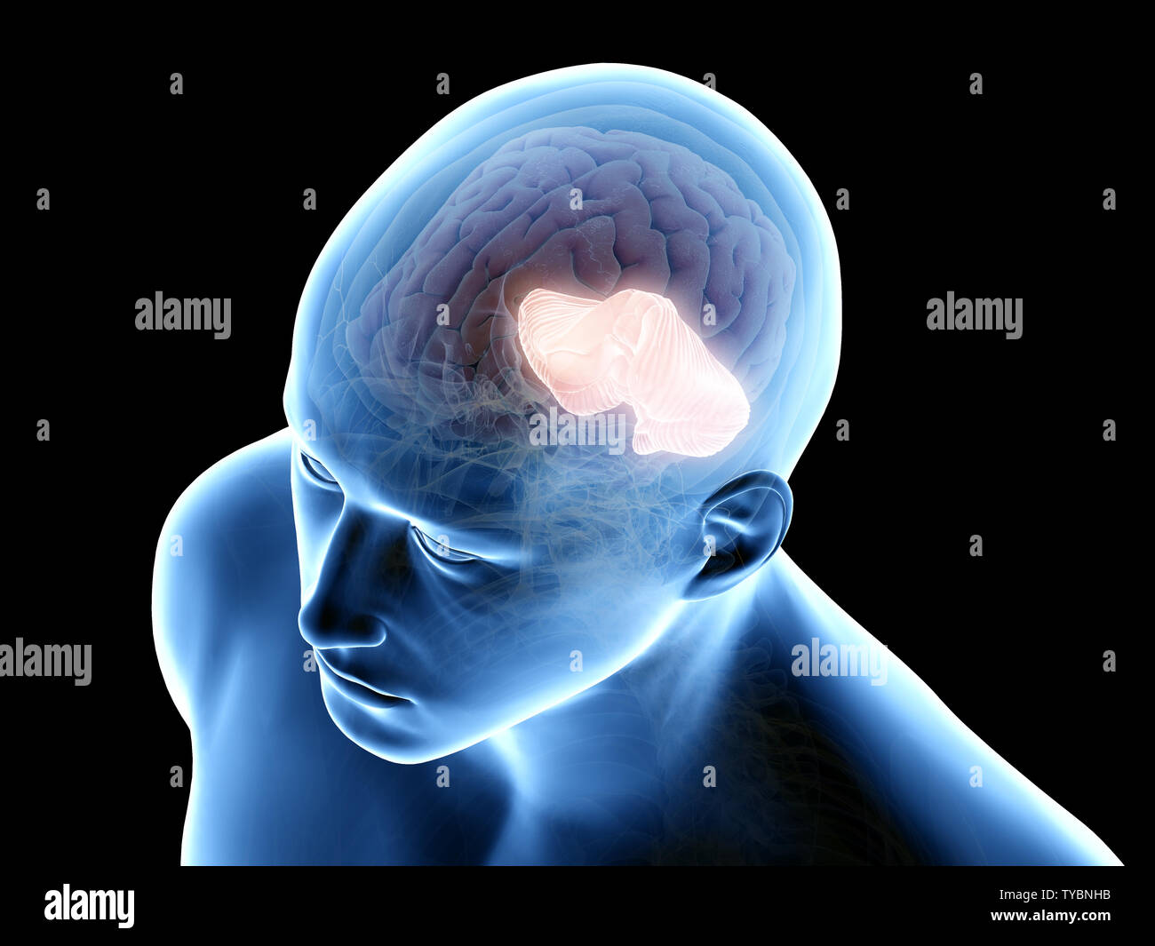 Cerebellum High Resolution Stock Photography and Images - Alamy