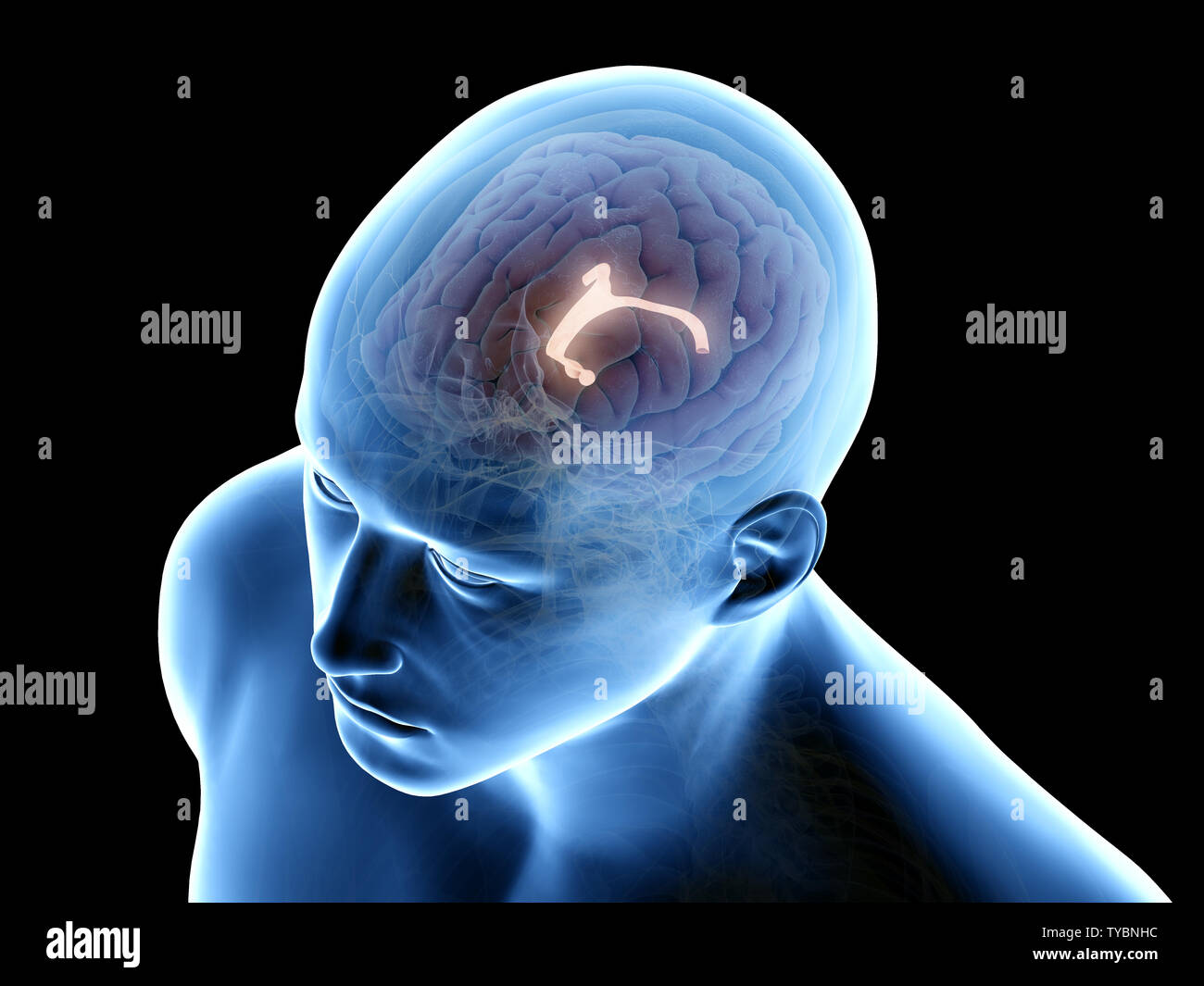 3d rendered medically accurate illustration of the fornix Stock Photo ...