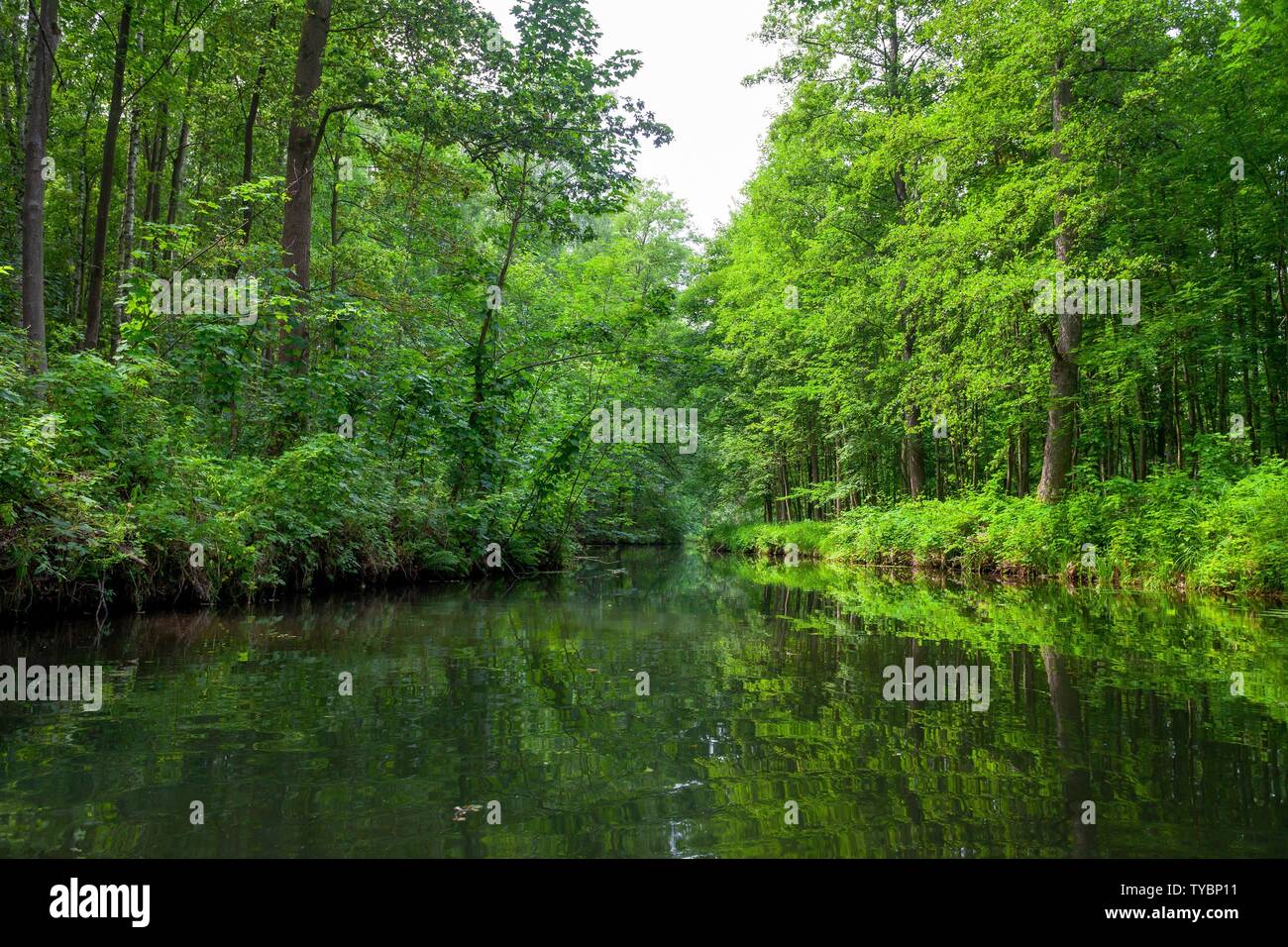 Natural landscape in the Spreewald (Spree forest) near Burg ...