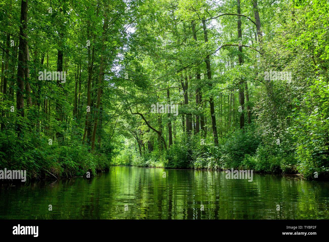 Natural landscape in the Spreewald (Spree forest) near Burg ...