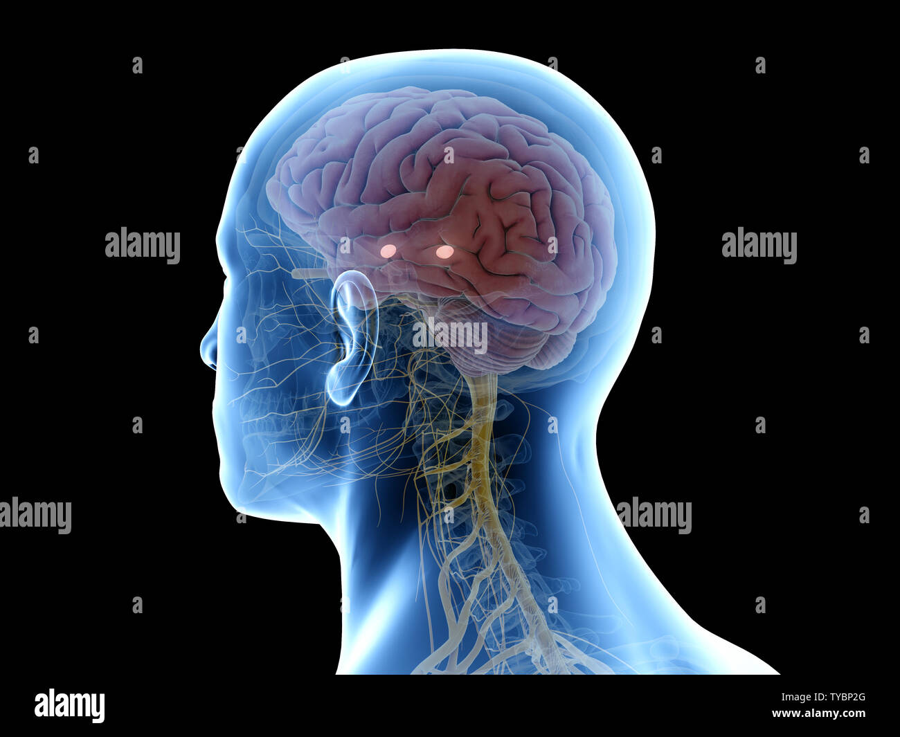 3d rendered medically accurate illustration of the amygdaloid body ...