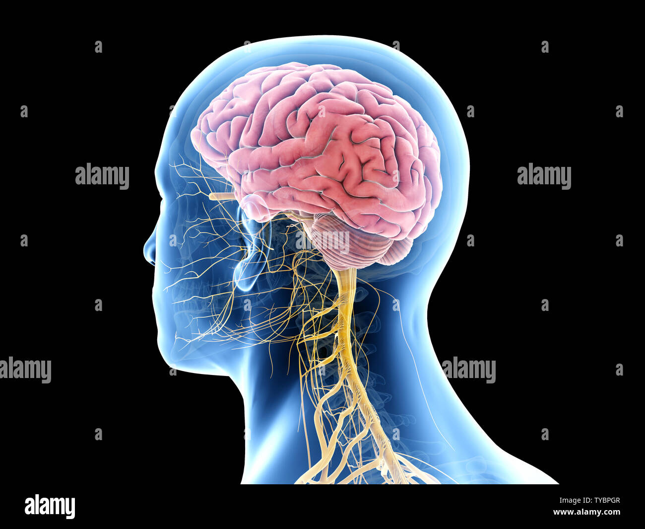 3d rendered medically accurate illustration of the human brain Stock ...