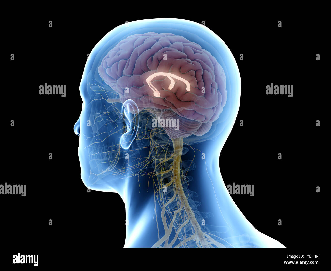 3d rendered medically accurate illustration of the fornix Stock Photo ...