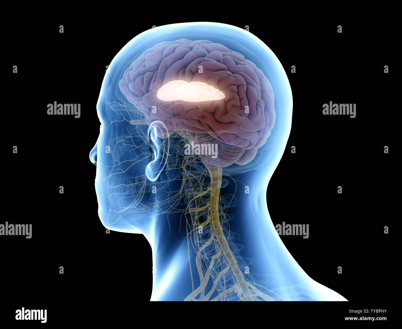 3d rendered medically accurate illustration of the putamen Stock Photo ...