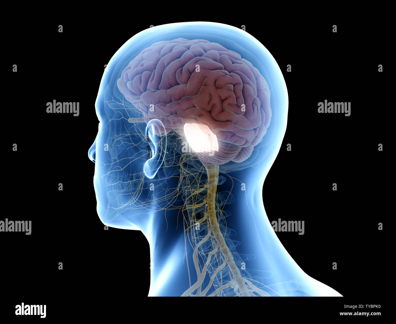 3d rendered medically accurate illustration of the pons Stock Photo - Alamy