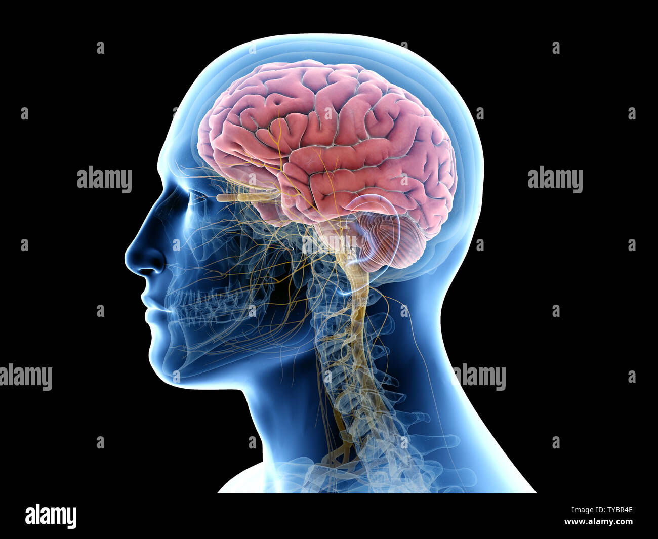 3d rendered medically accurate illustration of the human brain Stock ...